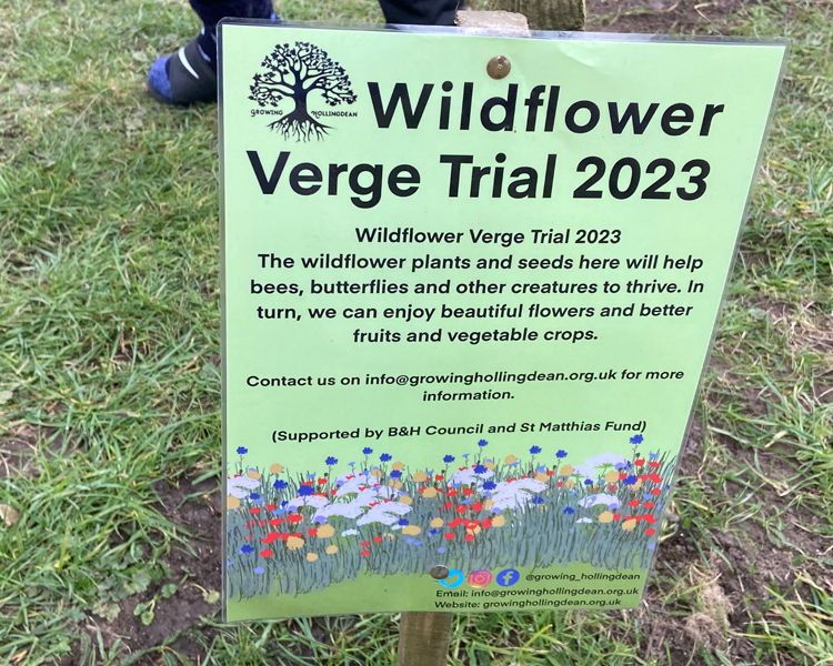 Wildflowers verges – Growing Hollingdean