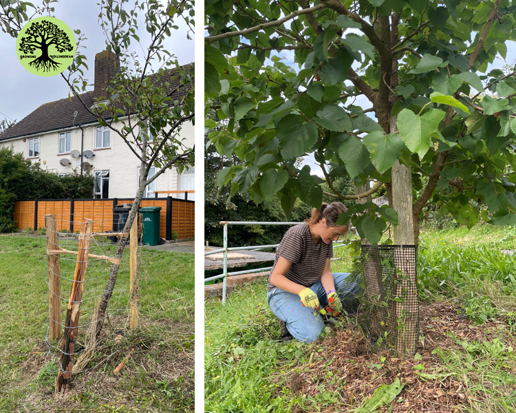 Growing Hollingdean Tree Guardians Out and About in August 2023 ...