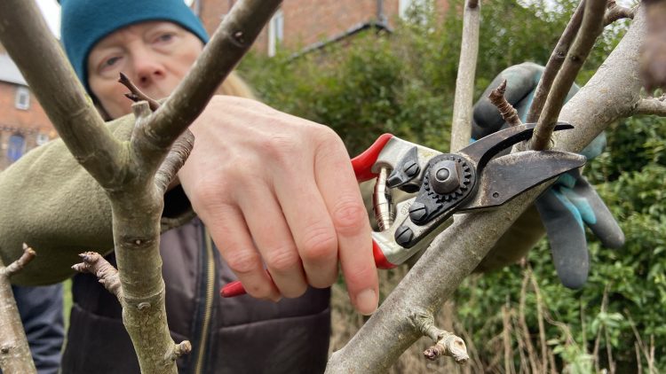 Fruit Tree pruning lesson with Jenni at The Old Green Community Garden ...
