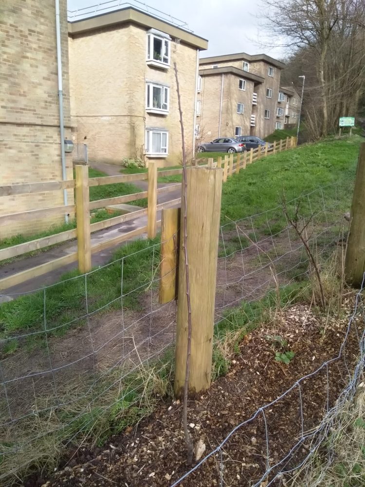 Brentwood Road Tree Guardians planted a Victoria Plum and an Apple tree ...