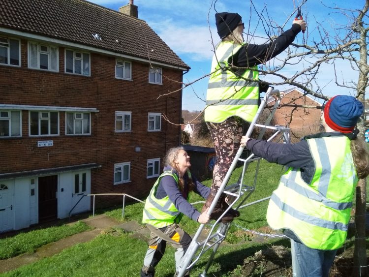 Tree Guardians out on Brentwood Road staking apple trees – Growing ...