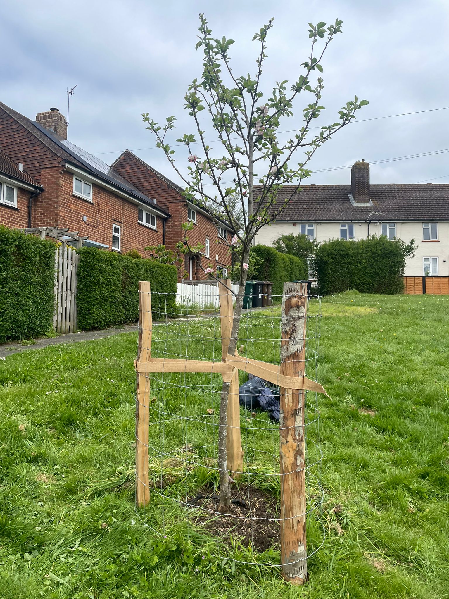 Tree Guardian volunteers seen on Davey Drive and Horton Road corner ...