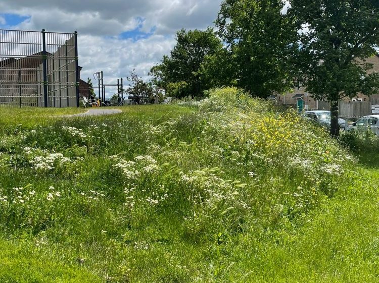 The wildflower patch at Hollingdean Park is looking beautiful – Growing ...