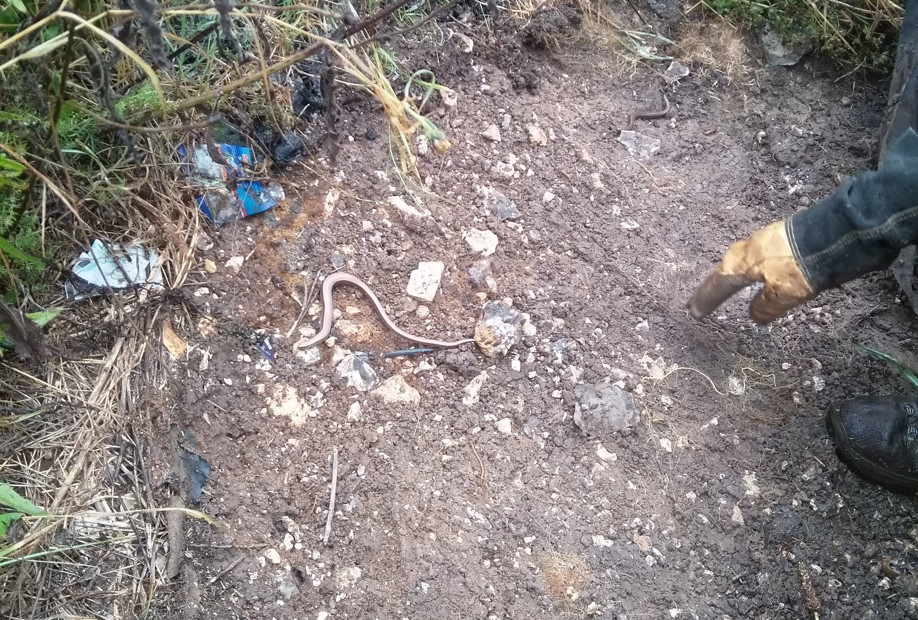 Join us and Froglife to create bog garden in Hollingdean Park Football ...