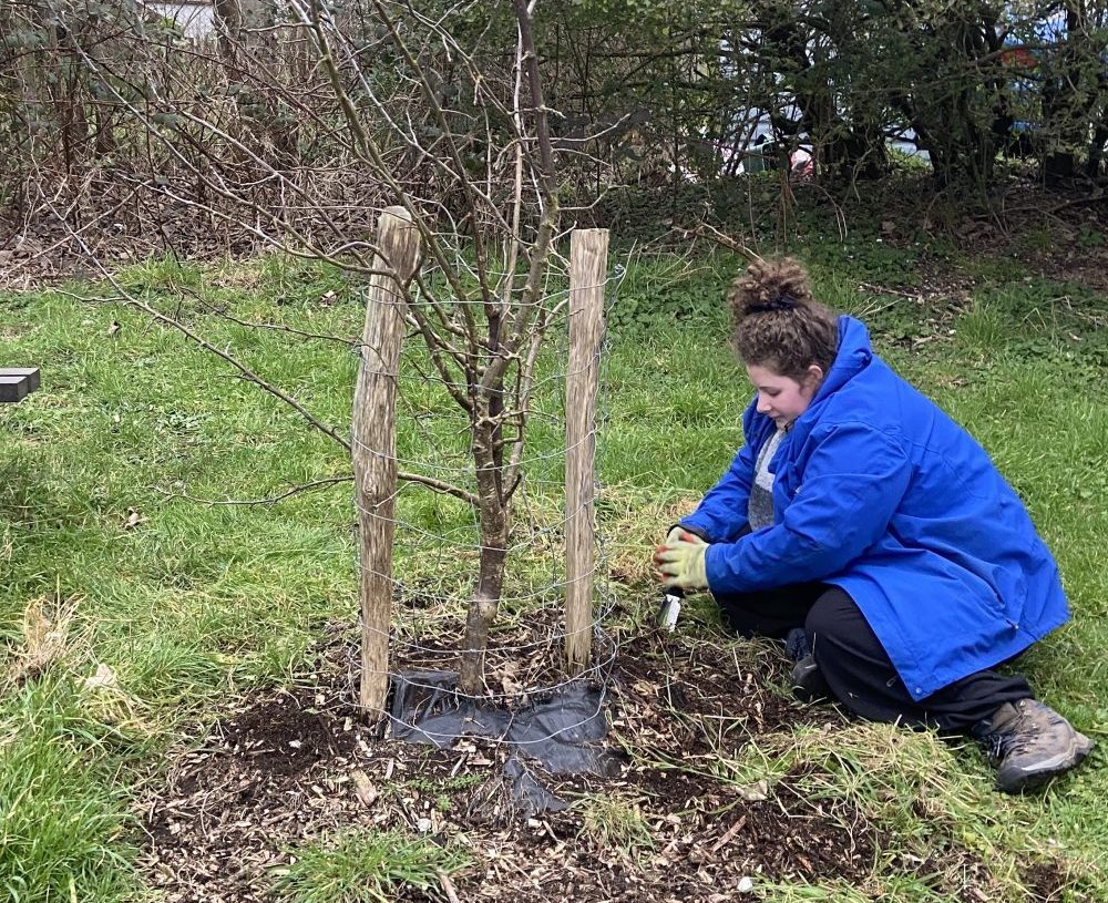 Extra Tree Guardian day in January 2025 – Growing Hollingdean