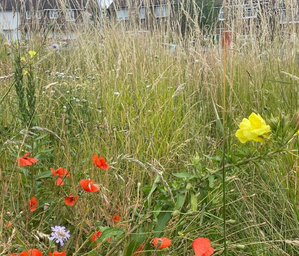 Join us for an Easter Wildflower Planting Day on Saturday, 19th April ...