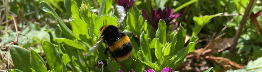 Join us for a free magical storytelling about bees and how they play a ...